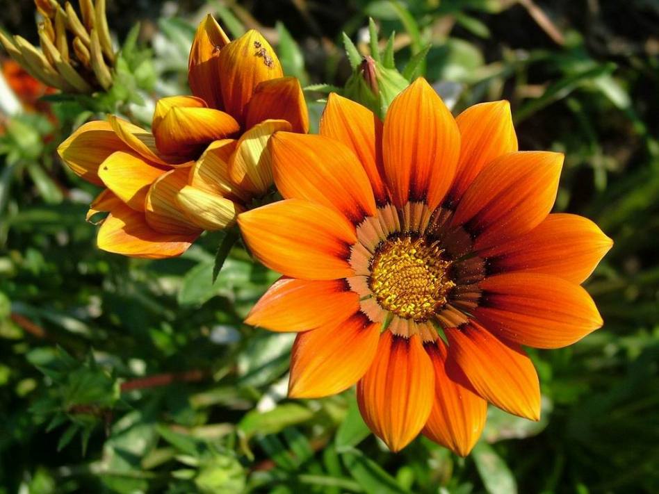 Evolution of flowering plants | SixDay Science